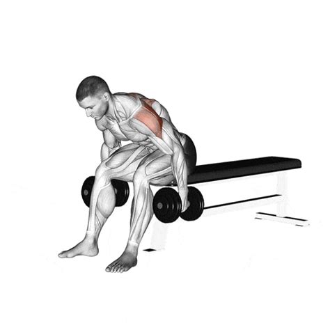 Les 5 Meilleurs Exercices Pour Les Épaules Aux Haltères