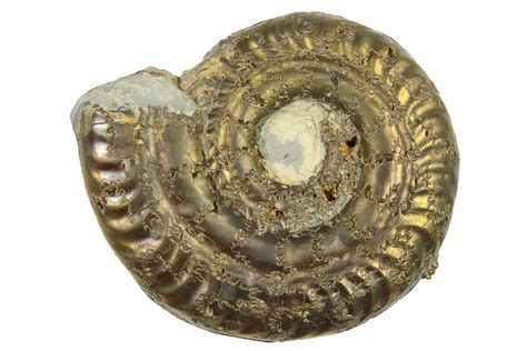 2 2 Fossil Pyritized Ammonite Hildoceras France 262635 For Sale