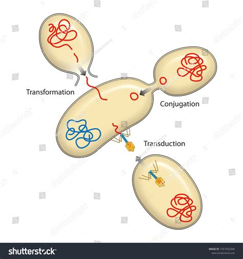 Bacteria Recombination Bacterial Transformation Conjugation Transduction 库存插图 1351932308