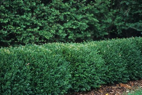 Buxus Green Gem Boxwood Garden Center Marketing