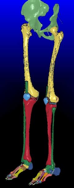 first generation dynamic lower limb finite element model a first