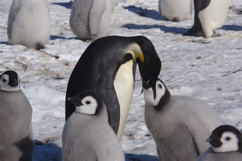 남극이 따뜻해지면 펭귄 멸종한다 진실 혹은 거짓