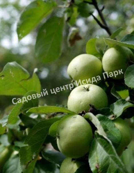 Яблоня Аркад (Arkad) саженцы купить в Москве и Подмосковье в питомнике