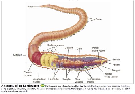 Earthworm Diagram Setae