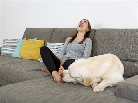 Why Does My Dog Like To Lick My Legs 6 Reasons For This Behavior