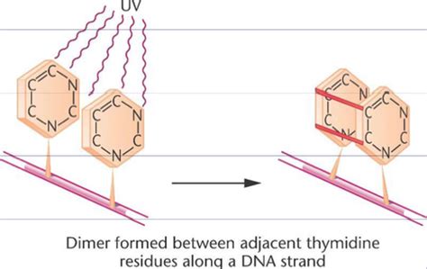 Dna Replication And Repair Ii Lecture Flashcards Quizlet
