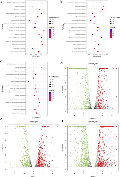 KEGG Enrichment Analysis On DEGs Related To Carbohydrates In Red Leaves