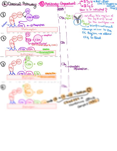 SOLUTION: Complement system pathways summary - Studypool