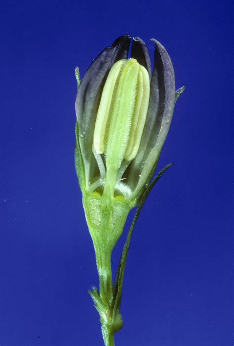Platycodon Grandiflorus Campanulaceae