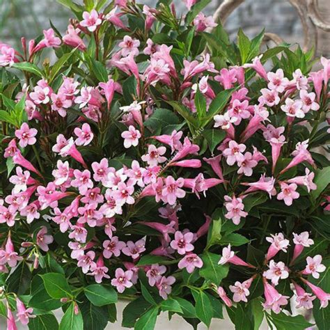 Саженцы вейгелы пинк поппет купить в Москве по цене от 1600 рублей
