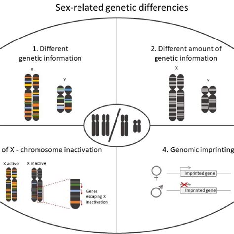 Representation Of The Main Genetic Differences In Mammalian Sex