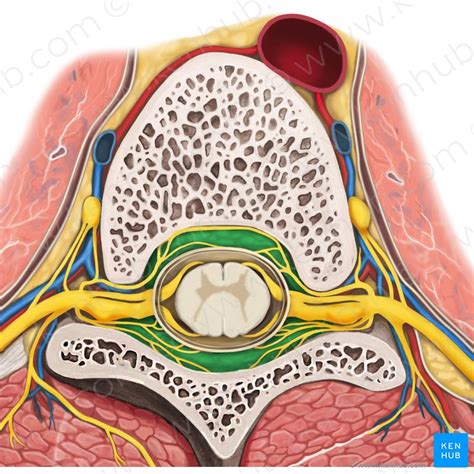 Epidural Space Dura Mater