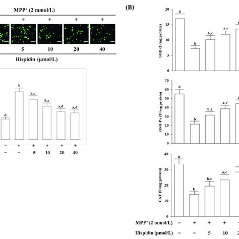 Hispidin Protects Mes235 Cells Against Mpp Activated Oxidative Download Scientific Diagram