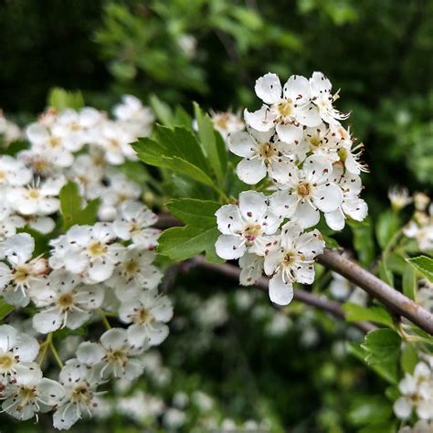 Crataegus Monogyna Tattoo