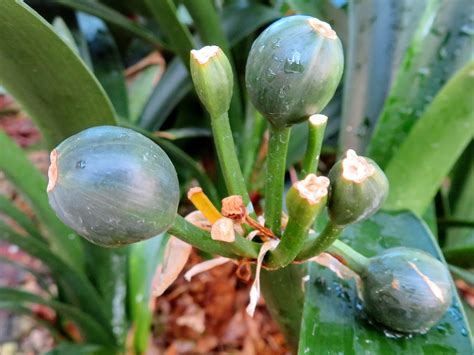 How To Propagate Clivia Miniata Propagate One
