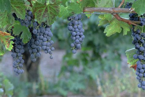 Instructions For The Vsp Trellis System