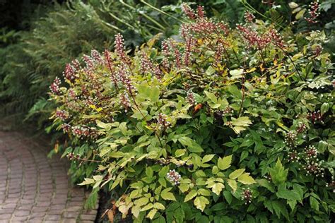 How To Grow And Care For Baneberry Shrubs Actaea