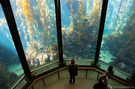 Monterey Bay Aquarium A Window To Another World Travel Realizations
