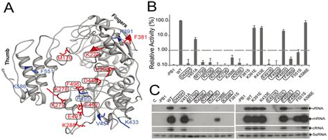 Effects Of Mutations In The Pb1 Subunit On Polymerase Activity And