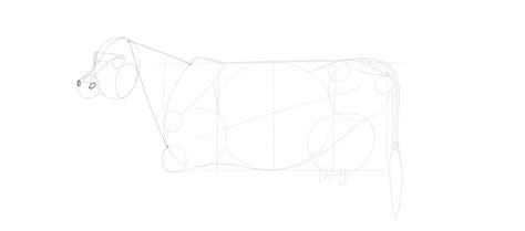 Cara Menggambar Sapi