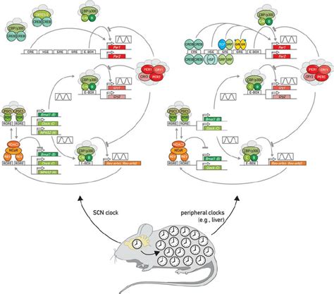 Circadian Oscillators In Suprachiasmatic Nucleus Scn Neurons And Download Scientific Diagram