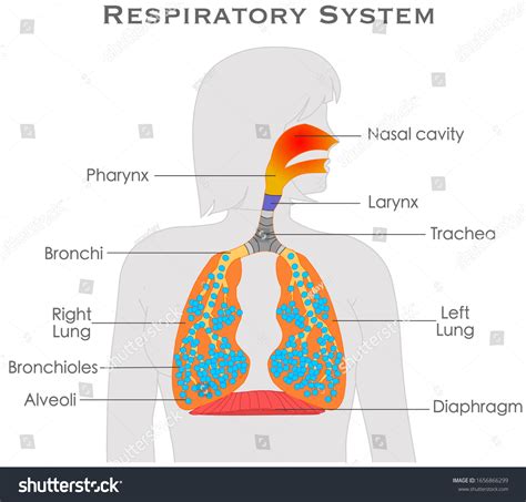 Respiratory System Anatomy Sexless Gray Silhouette Stock Vector Royalty Free