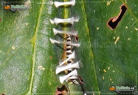Eastern Redbud Leaf Identification