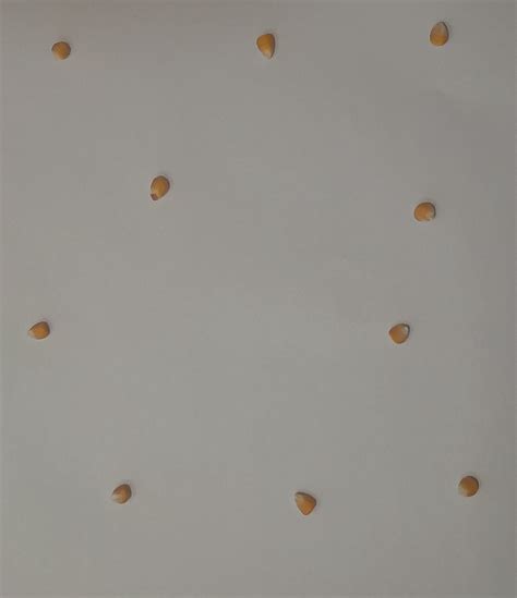 Corn Kernel Detection Object Detection Model By Maiz