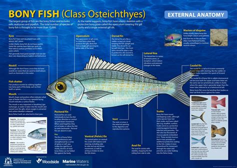 Poster Bony Fish External Anatomy Including Information