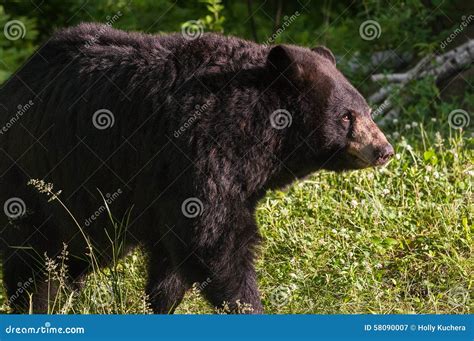Adult Female Black Bear Ursus Americanus Looks Right Stock Image