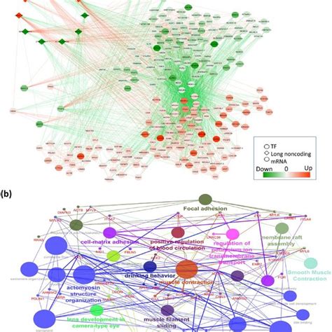 Bioinformatics Analysis Of The Differentially Expressed Genes And