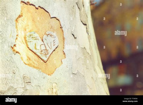 Heart Carved In Tree Close Up Stock Photo Alamy