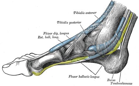 Extensor Hallucis Longus