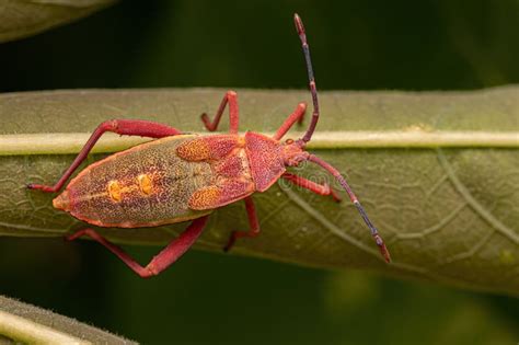 Leaf Footed Stink Bug Nymphs On Tomato Plant Leaf Stock Image Image Of Smell Pestilence 20152909