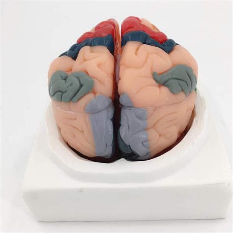 Jp 胴体および骨格モデル 解剖学的、人間の脳の解剖学モデル 大脳皮質分割モデル 教育モデル 脳の解剖学的モデル 人間の脳モデル ホーム＆キッチン