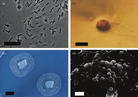 Photographs Showing The Morphology Of Strain Sir 1 T A
