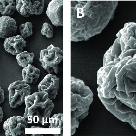 microparticle size distribution a and surface morphology b by sem