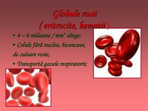Ppt S Ângele Powerpoint Presentation Free Download Id3800367