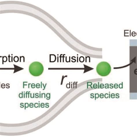 A Schematic Of The Desorptionrelease Process The Adsorbed Species