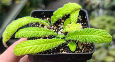 Streptocarpus Primulifolius G Sprm