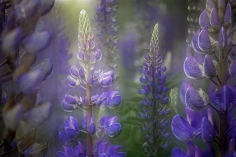 Flower And Macro Multiple Exposure Masterclass Dirk Ercken Images