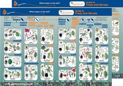Guide To Trees And Shrubs NHBS Field Guides Natural History