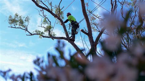What Is Tree Lopping And How Is It Different With Tree Pruning