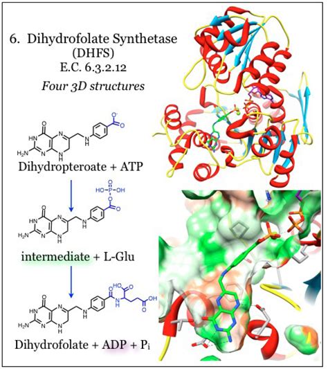 Utility Of The Biosynthetic Folate Pathway For Targets In Antimicrobial