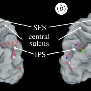 A Left And B Right Hemisphere Views Of The Human Visual Cortex Download Scientific Diagram