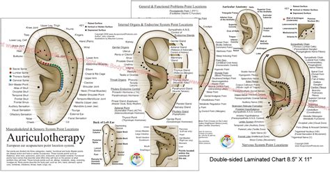 Auriculotherapy Ear Acupuncture Chart 85 X 11 Body Of Elements