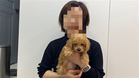 푸들 푸돌이 화이트유기묘분양사이트 실버포메라니안분양 실버말티푸분양 실버푸들분양 실버먼치킨분양 실버랙돌분양 실버브리티쉬숏헤어분양 실버스코티쉬폴드분양 실버러시안블루분양 실버