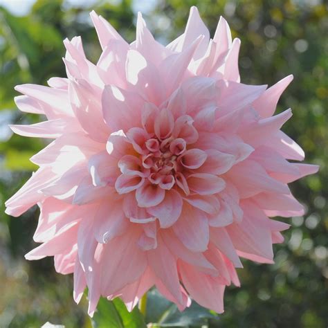 Different Types Of Light Pink Flowers At William Emery Blog
