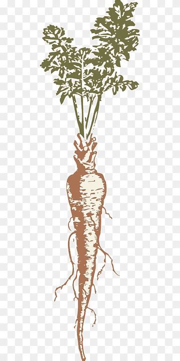 Parsnip Png Images PNGWing