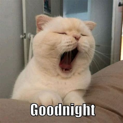 Bedtime Selfie Memes New Meme For Your Sunday Night Jokes Etc